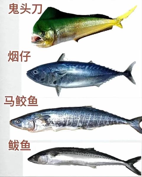 海鱼图片大全大图嘴尖长_嘴尖长的海鱼有哪些-第2张图片-山城妙识