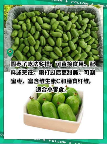 圆枣子怎么吃_圆枣子有什么功效-第2张图片-山城妙识