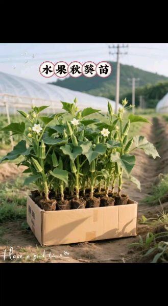 秋葵多少钱一斤_秋葵价格受哪些因素影响-第2张图片-山城妙识