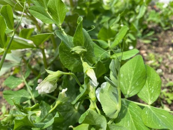 豌豆长什么样子_豌豆长什么样图片-第2张图片-山城妙识