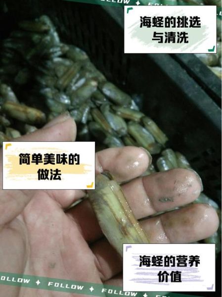 蛏子图片大全_蛏子怎么挑选-第3张图片-山城妙识