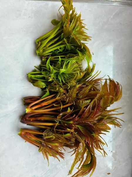 香椿头怎么做好吃_香椿头几月份采摘最好-第1张图片-山城妙识 香椿头怎么做好吃_香椿头几月份采摘最好-第1张图片-山城妙识
