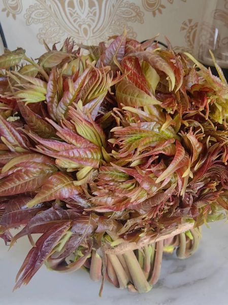 香椿头怎么做好吃_香椿头几月份采摘最好-第3张图片-山城妙识 香椿头怎么做好吃_香椿头几月份采摘最好-第3张图片-山城妙识