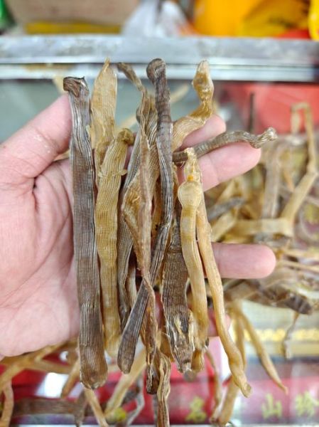 沙虫干有什么功效_沙虫干适合什么人吃-第2张图片-山城妙识