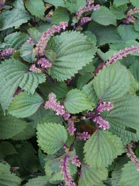 紫苏图片大全高清_紫苏长什么样-第3张图片-山城妙识