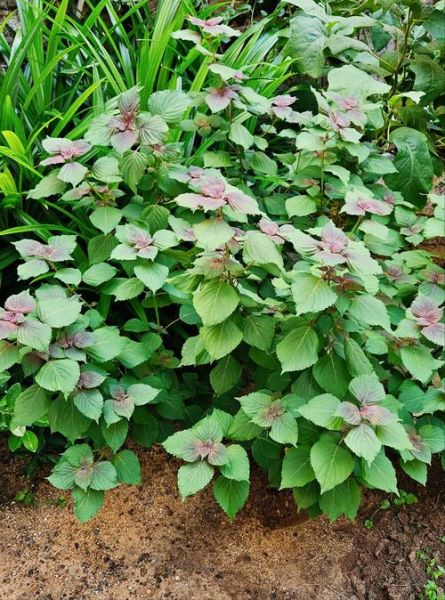 紫苏图片大全高清_紫苏长什么样-第2张图片-山城妙识