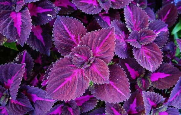 紫苏图片大全高清_紫苏长什么样-第1张图片-山城妙识