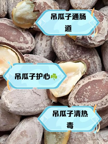 吊瓜子的营养价值_吊瓜子每天吃多少合适-第1张图片-山城妙识