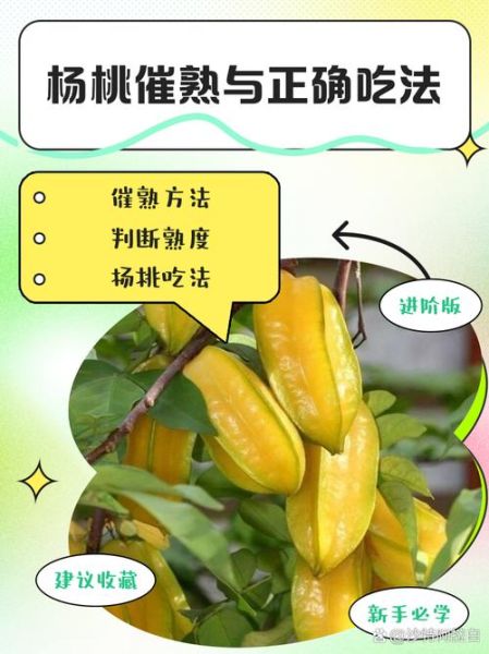 杨桃怎么吃图解_杨桃的正确吃法步骤-第1张图片-山城妙识