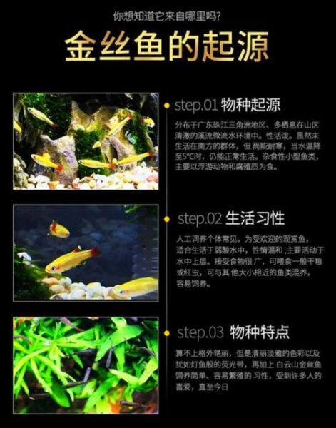 白云金丝鱼怎么养_白云金丝鱼能长多大-第1张图片-山城妙识