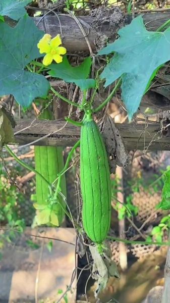 丝瓜叶煮水能天天喝吗_丝瓜叶煮水的功效与作用-第1张图片-山城妙识 丝瓜叶煮水能天天喝吗_丝瓜叶煮水的功效与作用-第1张图片-山城妙识