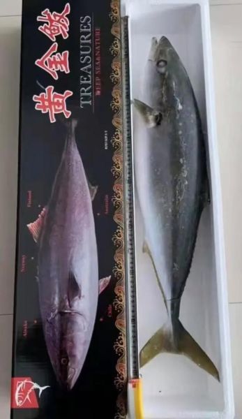 黄金鲅鱼多少钱一斤_黄金鲅鱼价格行情-第1张图片-山城妙识 黄金鲅鱼多少钱一斤_黄金鲅鱼价格行情-第1张图片-山城妙识