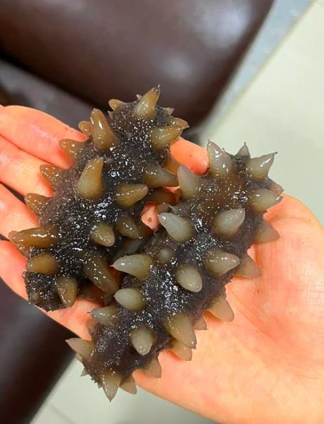 即食海参怎么泡发_即食海参怎么做好吃-第2张图片-山城妙识