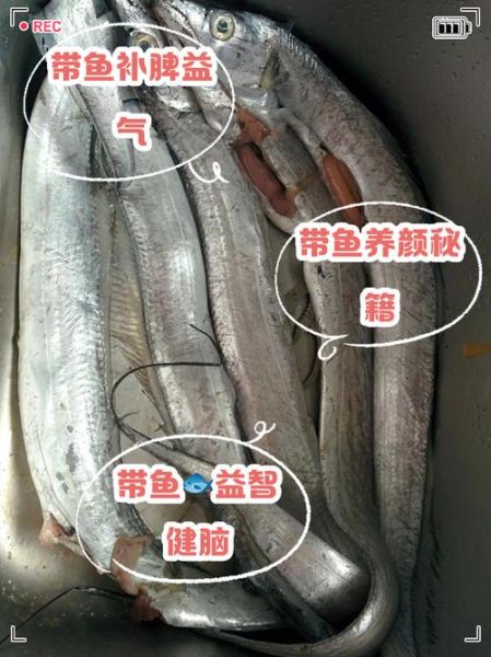带鱼的营养价值及功效_带鱼怎么做好吃又营养-第2张图片-山城妙识 带鱼的营养价值及功效_带鱼怎么做好吃又营养-第2张图片-山城妙识