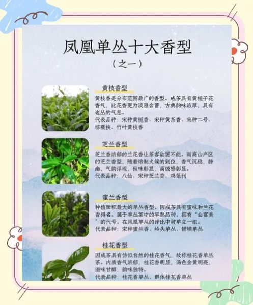 凤凰单丛茶的功效与作用_适合什么人喝-第1张图片-山城妙识