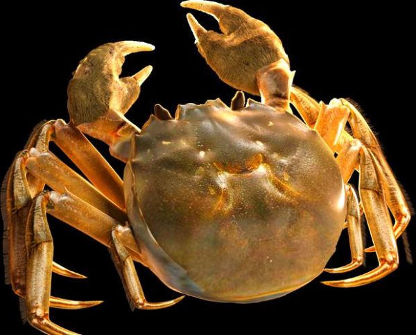 中华绒螯蟹怎么挑选_中华绒螯蟹价格多少钱一斤-第2张图片-山城妙识 中华绒螯蟹怎么挑选_中华绒螯蟹价格多少钱一斤-第2张图片-山城妙识