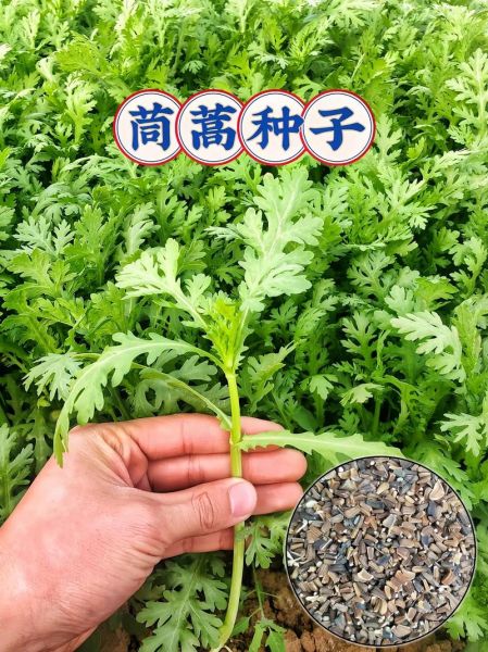 茼蒿菜什么时候种最好_茼蒿菜种植最佳时间-第1张图片-山城妙识 茼蒿菜什么时候种最好_茼蒿菜种植最佳时间-第1张图片-山城妙识