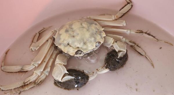 中华绒螯蟹怎么挑选_中华绒螯蟹价格多少钱一斤-第3张图片-山城妙识 中华绒螯蟹怎么挑选_中华绒螯蟹价格多少钱一斤-第3张图片-山城妙识