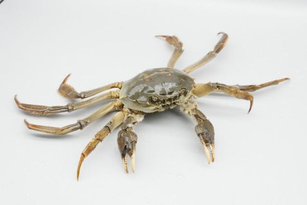 中华绒螯蟹怎么挑选_中华绒螯蟹价格多少钱一斤-第1张图片-山城妙识 中华绒螯蟹怎么挑选_中华绒螯蟹价格多少钱一斤-第1张图片-山城妙识