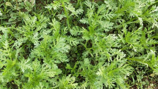 茼蒿菜什么时候种最好_茼蒿菜种植最佳时间-第3张图片-山城妙识 茼蒿菜什么时候种最好_茼蒿菜种植最佳时间-第3张图片-山城妙识