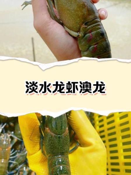 澳洲龙虾怎么挑选_澳洲龙虾多少钱一斤-第1张图片-山城妙识