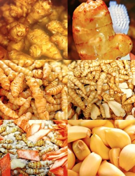 鬼子姜怎么腌制好吃_鬼子姜腌制配方大全-第2张图片-山城妙识