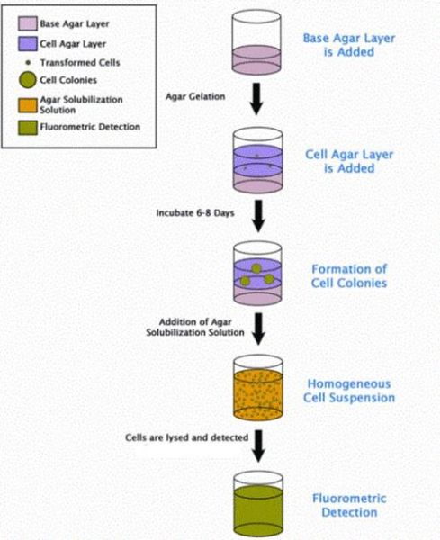 琼脂平板划线法步骤_如何避免污染-第2张图片-山城妙识 琼脂平板划线法步骤_如何避免污染-第2张图片-山城妙识