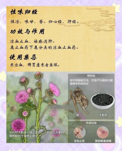 大蓟草的功效与作用_大蓟草能治什么病-第2张图片-山城妙识 大蓟草的功效与作用_大蓟草能治什么病-第2张图片-山城妙识