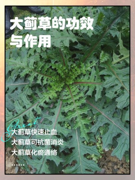 大蓟草的功效与作用_大蓟草能治什么病-第1张图片-山城妙识 大蓟草的功效与作用_大蓟草能治什么病-第1张图片-山城妙识