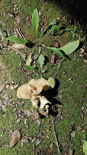 蘑菇视频怎么下载_蘑菇视频安全吗-第3张图片-山城妙识