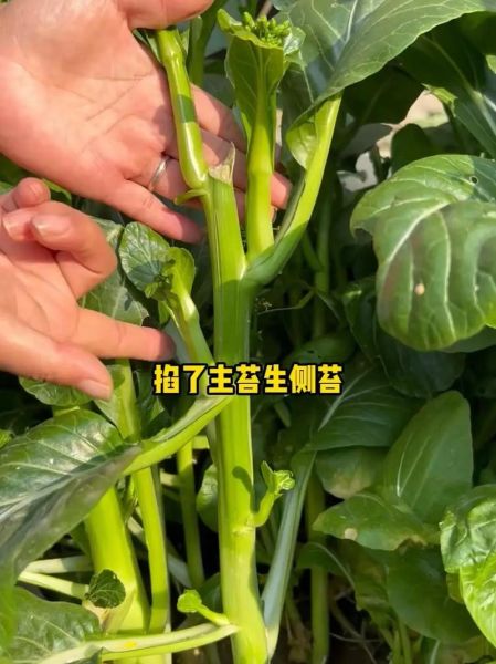 四九菜心是什么菜_四九菜心与普通菜心区别-第1张图片-山城妙识 四九菜心是什么菜_四九菜心与普通菜心区别-第1张图片-山城妙识