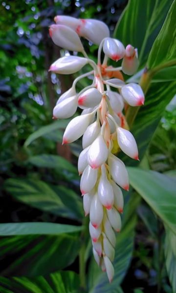 豆蔻年华的由来_少女为何称豆蔻-第2张图片-山城妙识 豆蔻年华的由来_少女为何称豆蔻-第2张图片-山城妙识