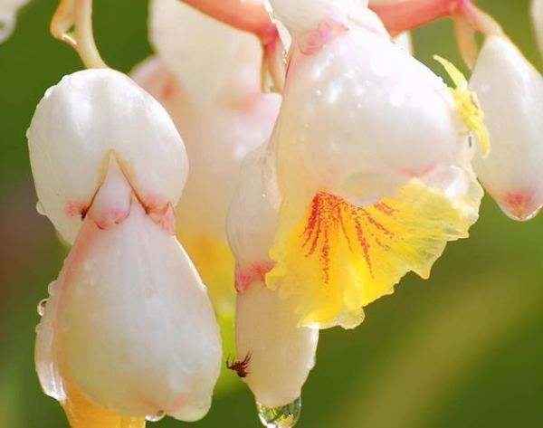 豆蔻年华的由来_少女为何称豆蔻-第1张图片-山城妙识 豆蔻年华的由来_少女为何称豆蔻-第1张图片-山城妙识