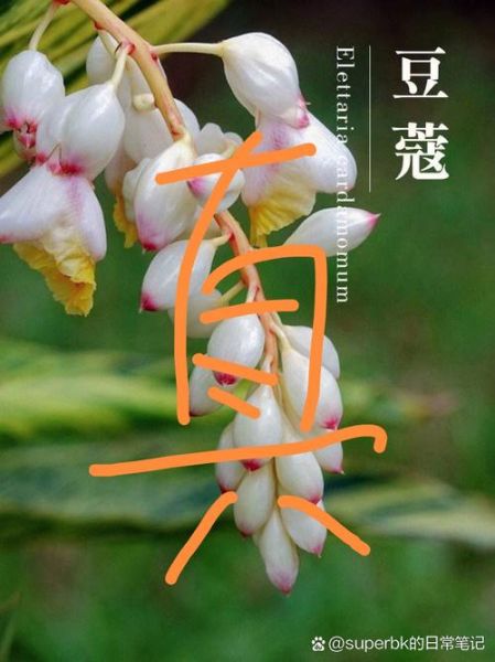 豆蔻年华的由来_少女为何称豆蔻-第3张图片-山城妙识 豆蔻年华的由来_少女为何称豆蔻-第3张图片-山城妙识