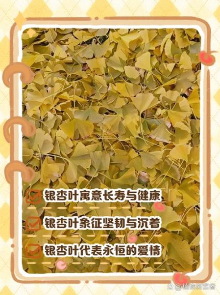 银杏叶在风水上代表什么_家里能放银杏叶吗-第1张图片-山城妙识 银杏叶在风水上代表什么_家里能放银杏叶吗-第1张图片-山城妙识