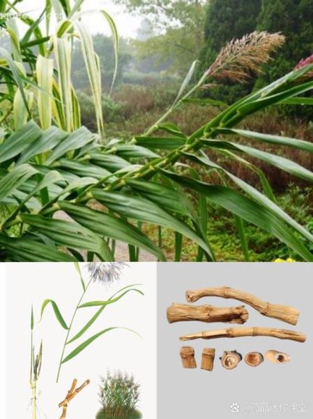 芦根和白茅根的区别_哪个更好-第3张图片-山城妙识