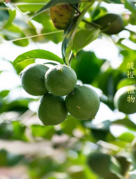 枳实与枳壳的区别_功效与用法差异-第1张图片-山城妙识 枳实与枳壳的区别_功效与用法差异-第1张图片-山城妙识