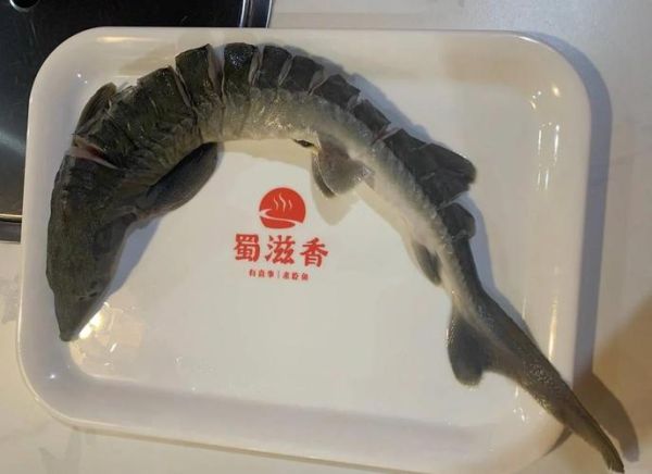 人工养殖鲟鱼多少钱一斤_人工鲟鱼价格影响因素-第1张图片-山城妙识 人工养殖鲟鱼多少钱一斤_人工鲟鱼价格影响因素-第1张图片-山城妙识