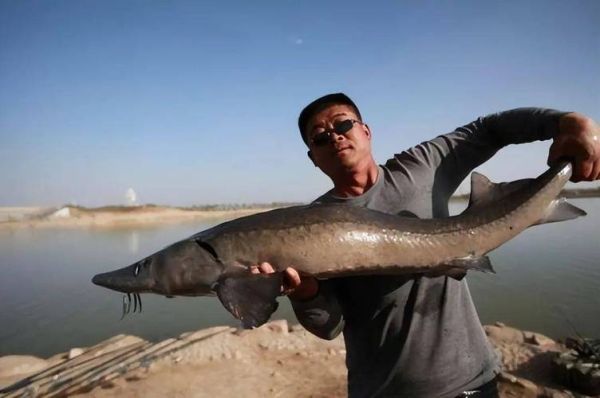 人工养殖鲟鱼多少钱一斤_人工鲟鱼价格影响因素-第3张图片-山城妙识 人工养殖鲟鱼多少钱一斤_人工鲟鱼价格影响因素-第3张图片-山城妙识
