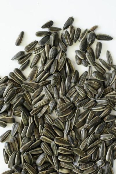 葵花籽图片怎么拍_葵花籽高清图哪里找-第2张图片-山城妙识