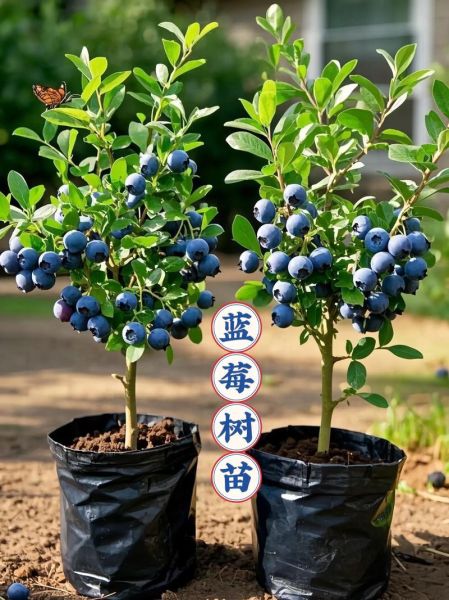 蓝莓树苗怎么选_蓝莓树苗价格多少钱一棵-第2张图片-山城妙识