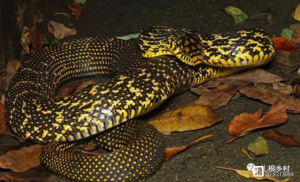 一里王锦蛇_十里无毒蛇是真的吗-第1张图片-山城妙识