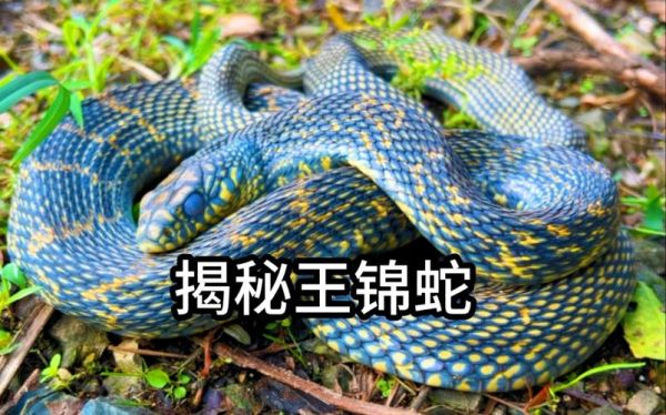 一里王锦蛇_十里无毒蛇是真的吗-第2张图片-山城妙识