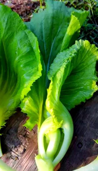 芥菜种类有哪些_芥菜图片怎么区分-第2张图片-山城妙识
