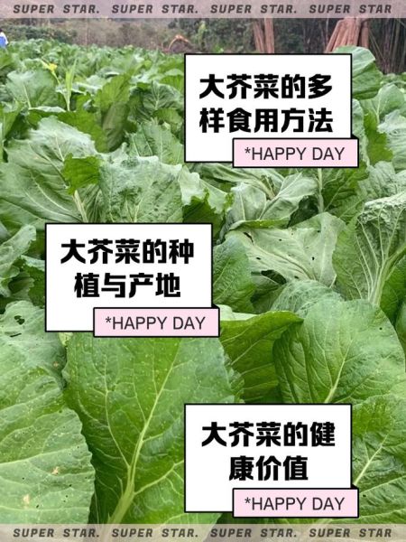 芥菜种类有哪些_芥菜图片怎么区分-第3张图片-山城妙识