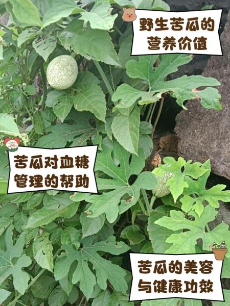 苦瓜的功效与作用有哪些_苦瓜的害处和禁忌是什么-第2张图片-山城妙识 苦瓜的功效与作用有哪些_苦瓜的害处和禁忌是什么-第2张图片-山城妙识