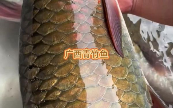 青竹鱼多少钱一斤_青竹鱼价格行情-第3张图片-山城妙识 青竹鱼多少钱一斤_青竹鱼价格行情-第3张图片-山城妙识