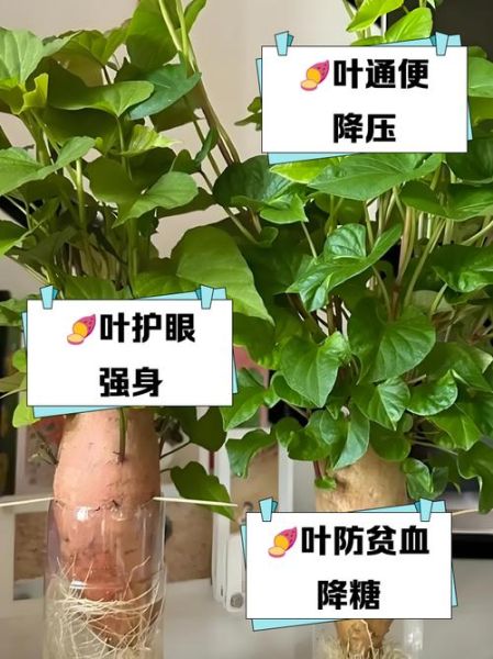吃红薯叶子有什么好处_红薯叶子的营养价值-第3张图片-山城妙识 吃红薯叶子有什么好处_红薯叶子的营养价值-第3张图片-山城妙识