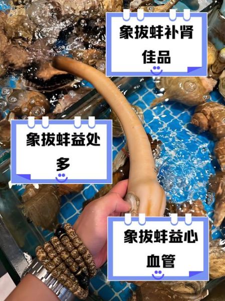 象拔蚌怎么杀_象拔蚌怎么处理干净-第1张图片-山城妙识 象拔蚌怎么杀_象拔蚌怎么处理干净-第1张图片-山城妙识