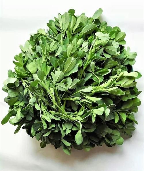 苜蓿草高清图片大全_苜蓿草长什么样-第1张图片-山城妙识